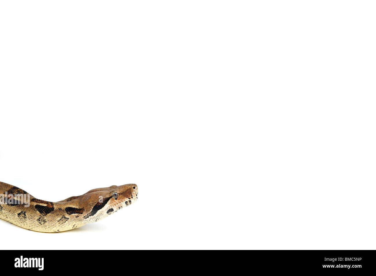 Boa constrictor serpent Banque de photographies et d’images à haute ...