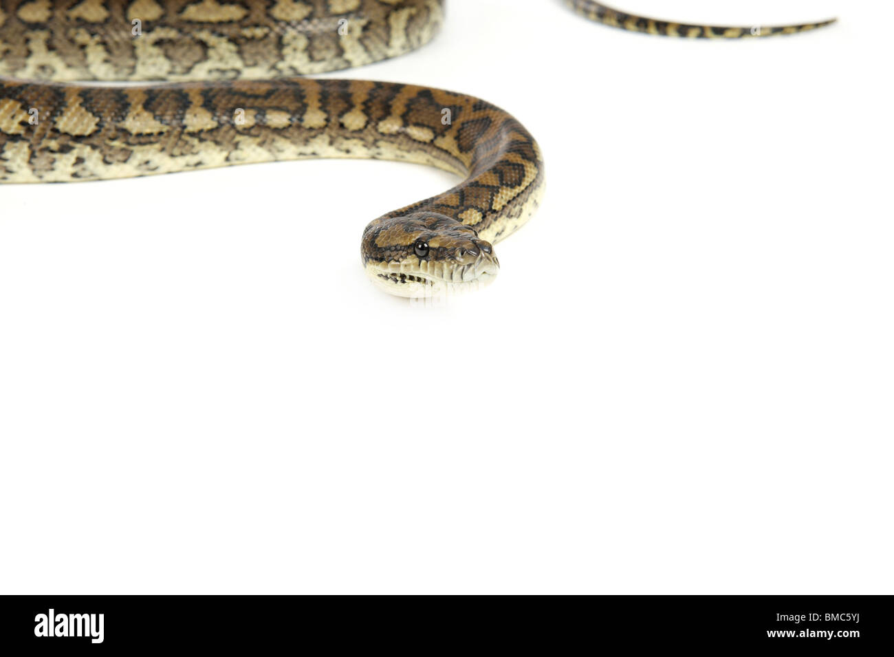 Carpet python morelia spilota variegata Banque de photographies et d ...