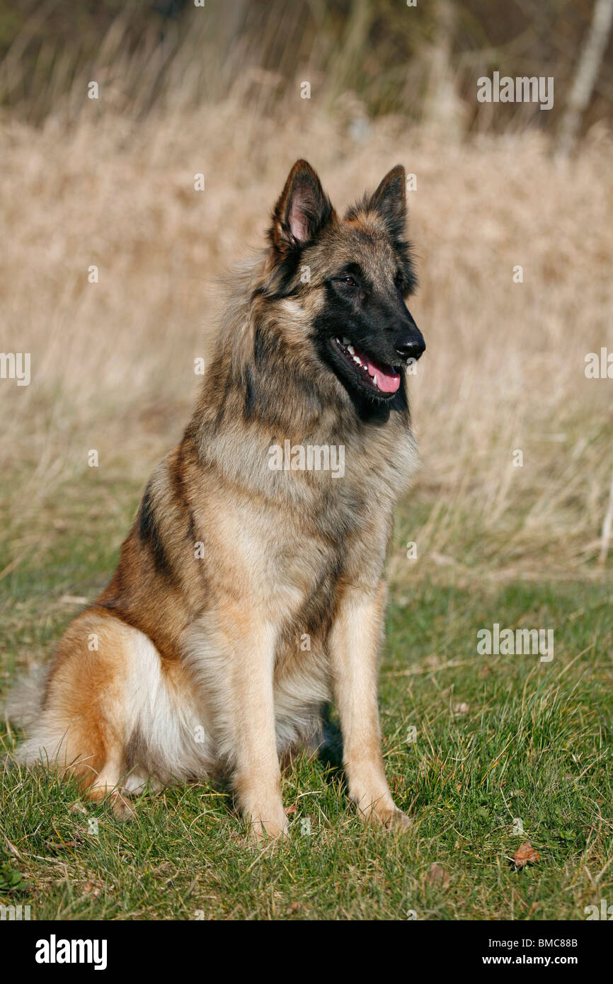 Berger belge de tervueren Banque de photographies et d’images à haute ...