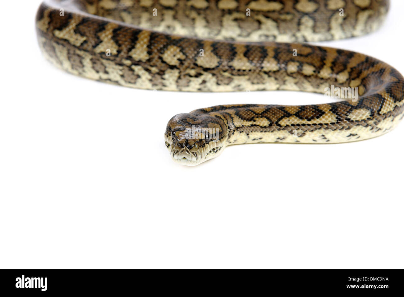 Carpet python morelia spilota variegata Banque de photographies et d ...