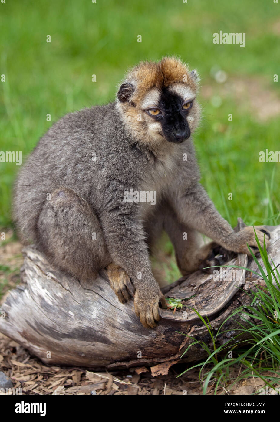 Lémurien roux Banque de photographies et d’images à haute résolution ...