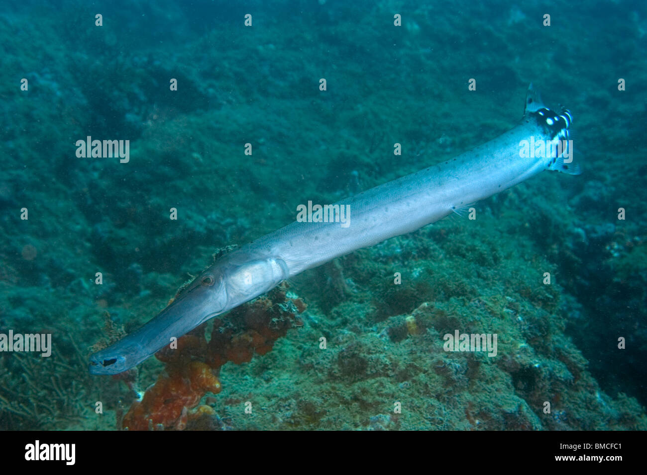 Poissons-trompette, Aulostomus maculatus, Ilha, Escalvada Swimblue ...
