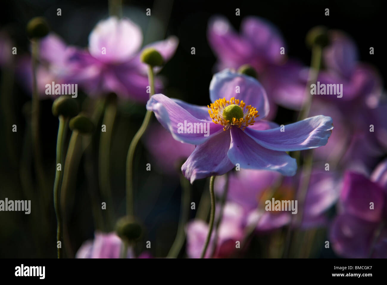 Anemone japonica Banque de photographies et d’images à haute résolution ...