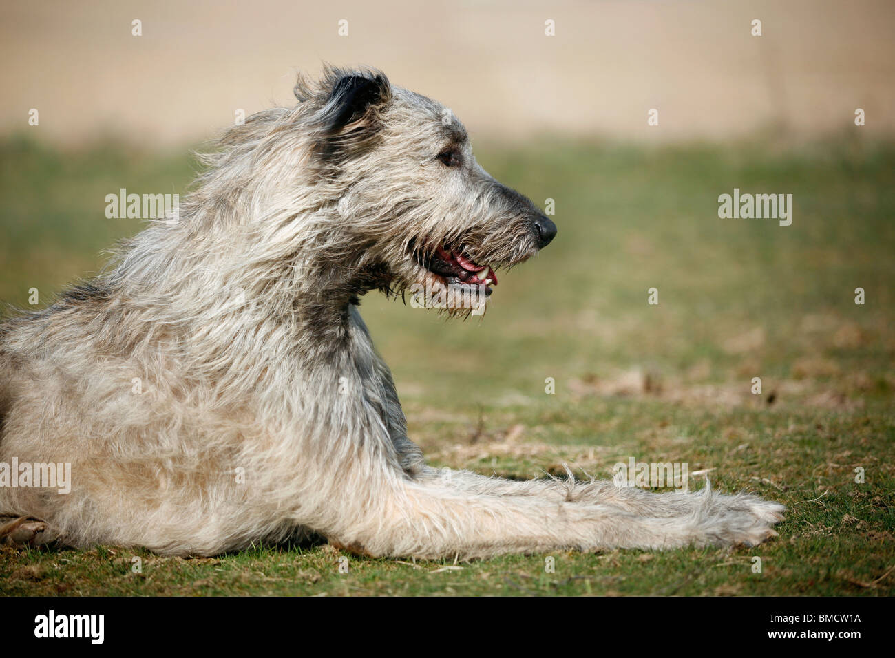 Wolfhound Banque de photographies et d’images à haute résolution - Alamy