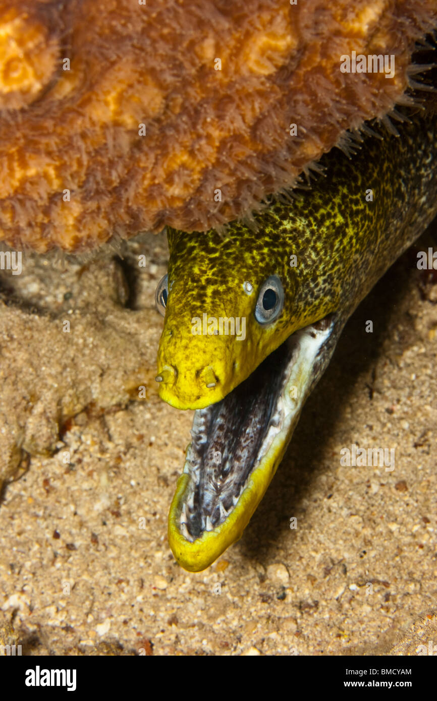 Leopard moray eel Banque de photographies et d’images à haute ...