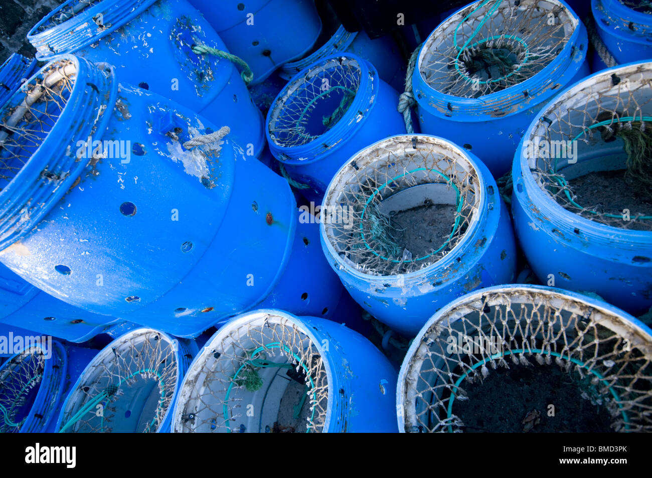 Homard bleu Banque de photographies et d’images à haute résolution - Alamy