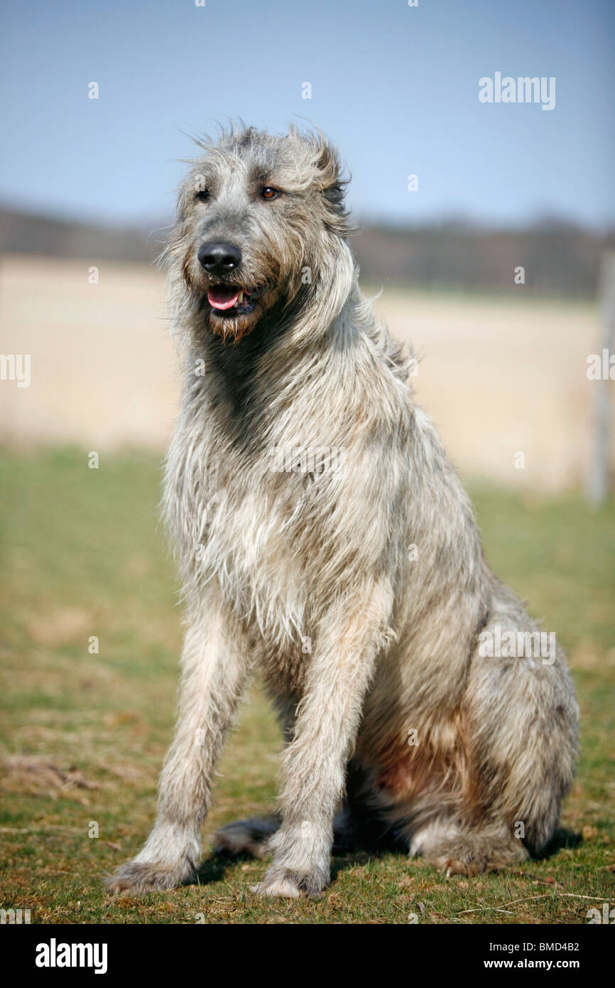 Irish wolfhound dogs Banque de photographies et d’images à haute ...