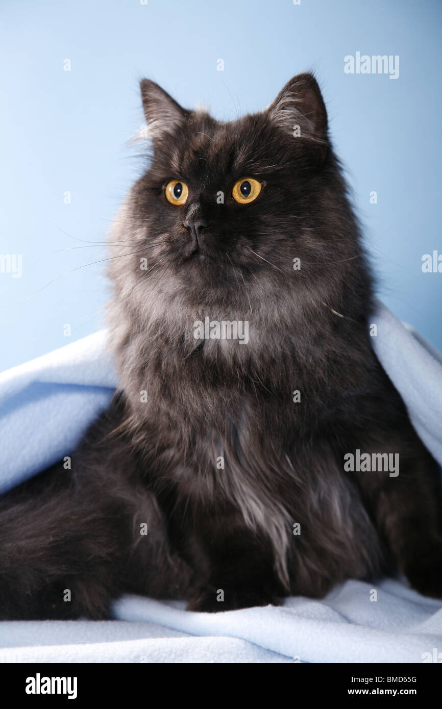 German angora cat Banque de photographies et d’images à haute ...