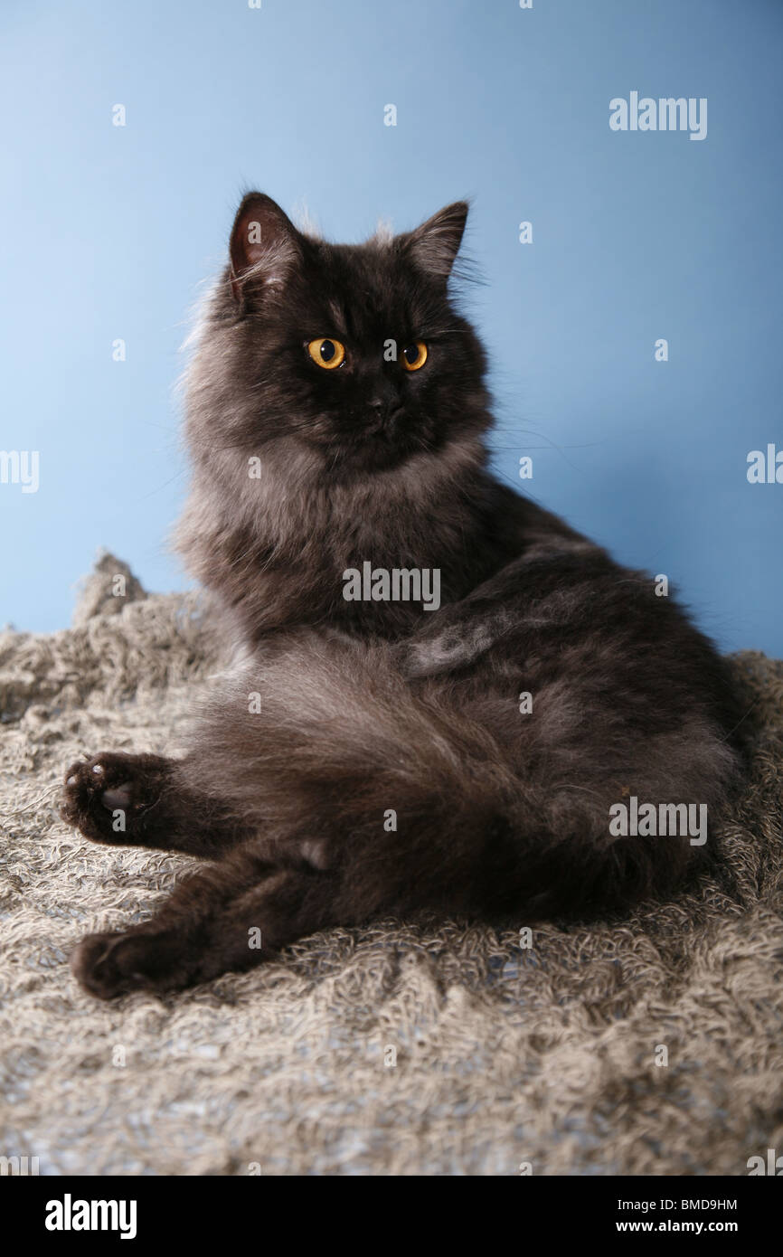 German angora cat Banque de photographies et d’images à haute ...