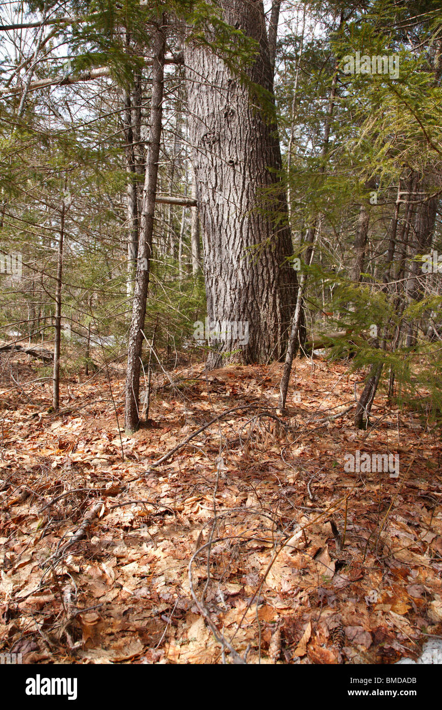 White pine tree Banque de photographies et d’images à haute résolution ...