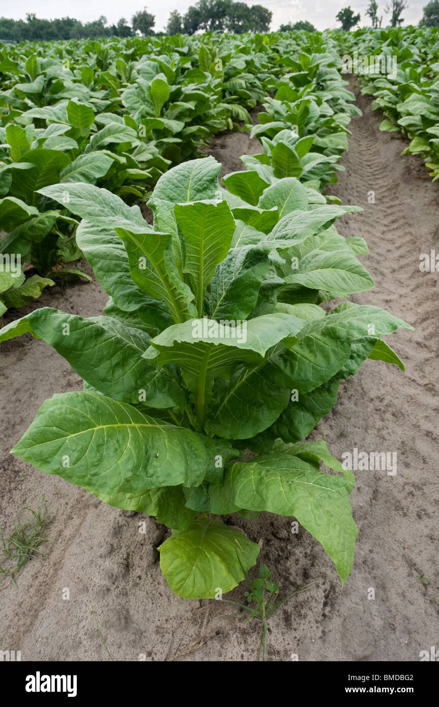 Grandes cultures de plants de tabac Banque de photographies et d’images ...