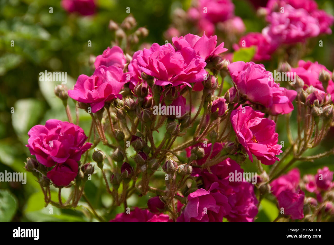 épine de roses Banque de photographies et d’images à haute résolution ...