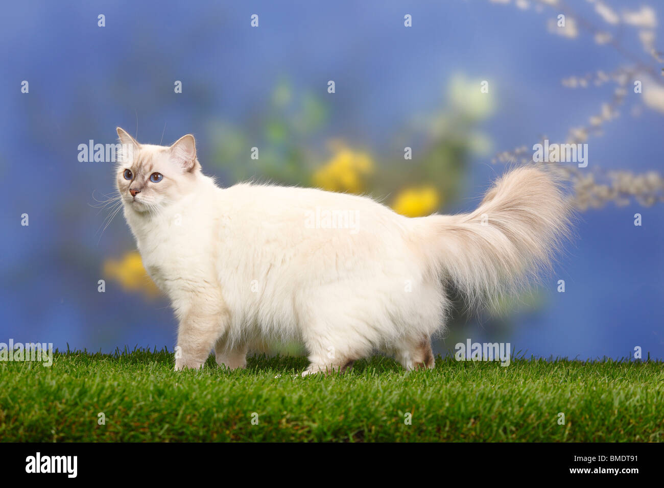 Birman blue tabby point Banque de photographies et d’images à haute ...