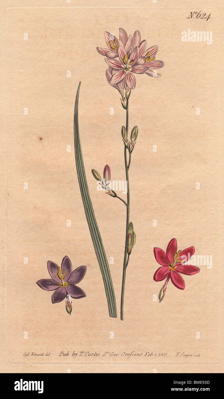 Ixia flexuosa Banque de photographies et d’images à haute résolution ...