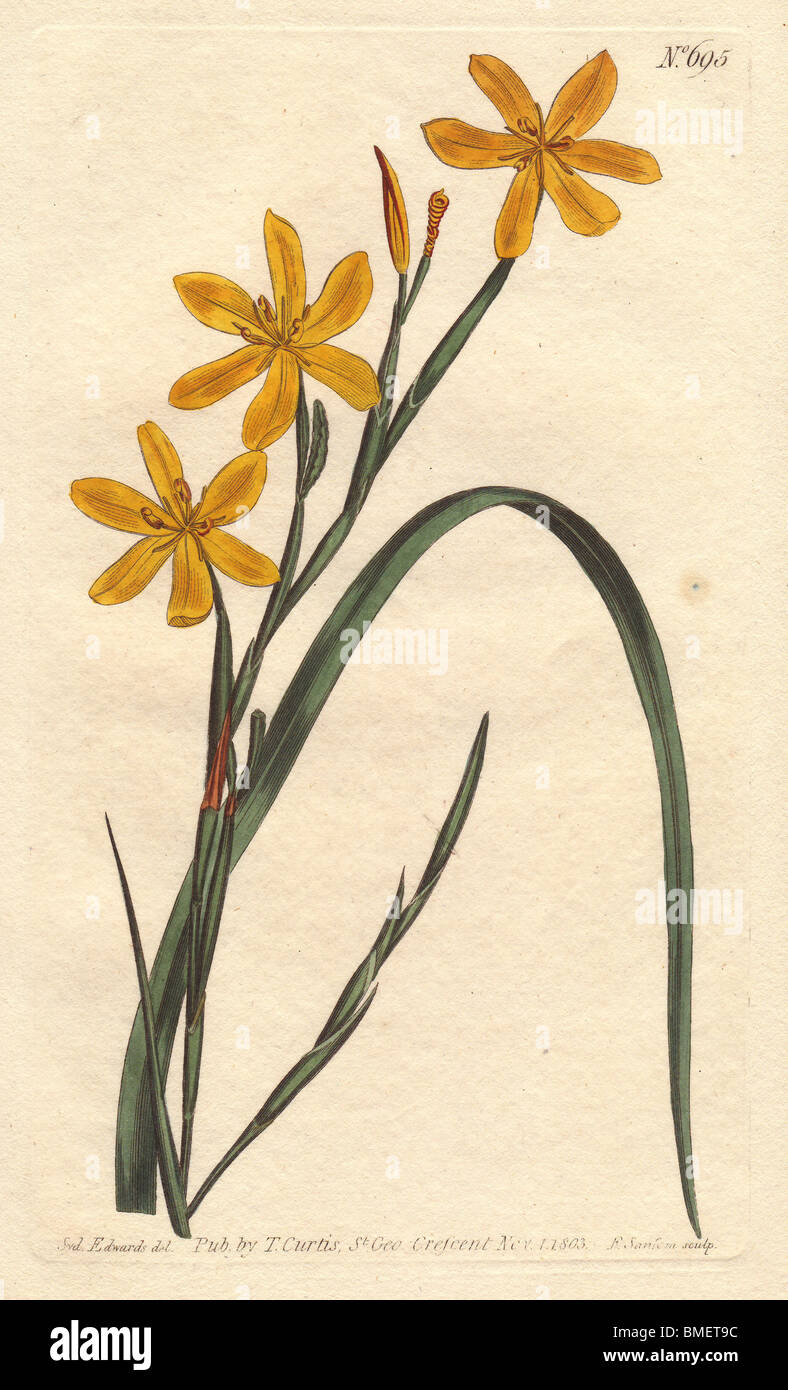 Flexuose moraea avec fleurs jaune vif. Originaire de l'île. Moraea flexuosa Photo Stock - Alamy