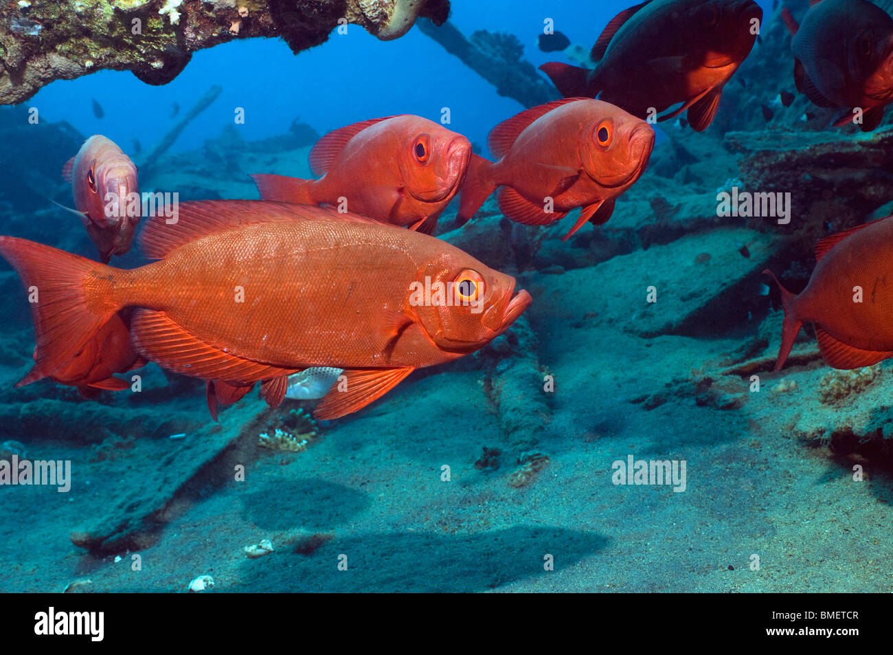 Mer rouge egypte Banque de photographies et d’images à haute résolution ...