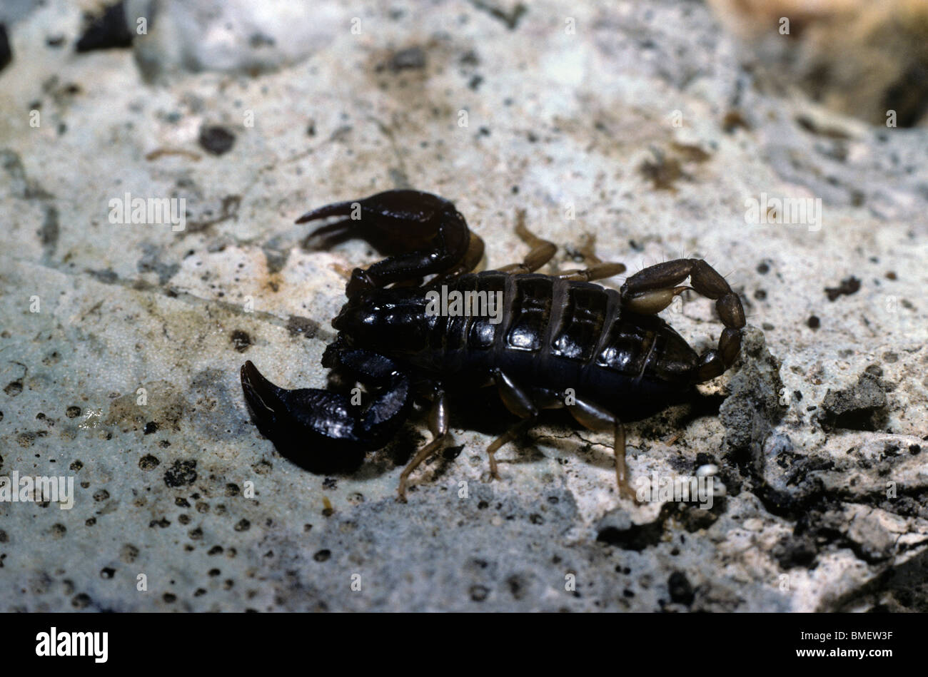 Euscorpius carpathicus Banque de photographies et d’images à haute ...