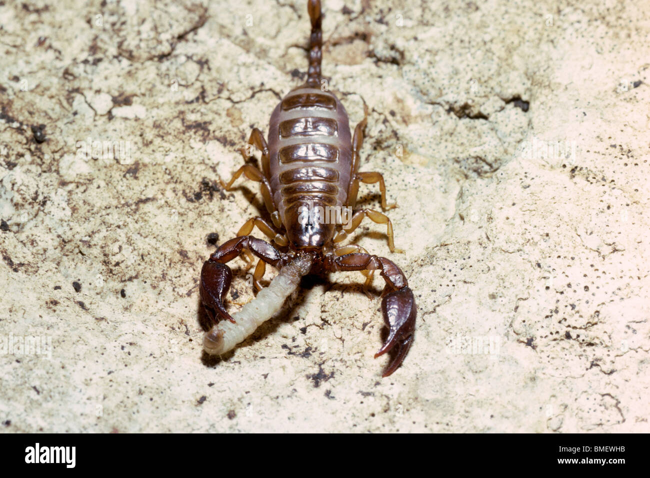Euscorpius carpathicus Banque de photographies et d’images à haute ...