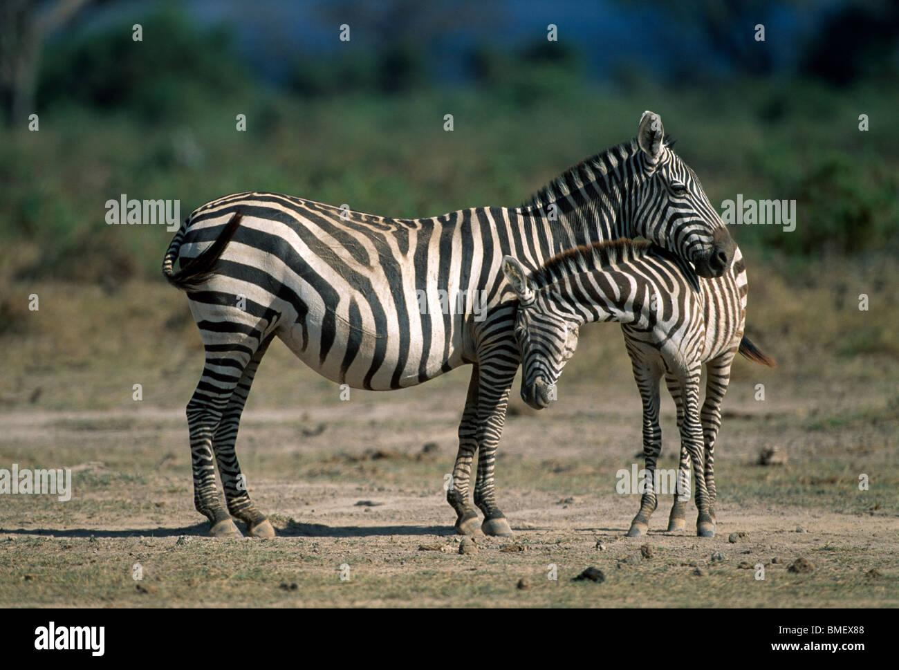 Zebra mom and calf Banque de photographies et d’images à haute ...