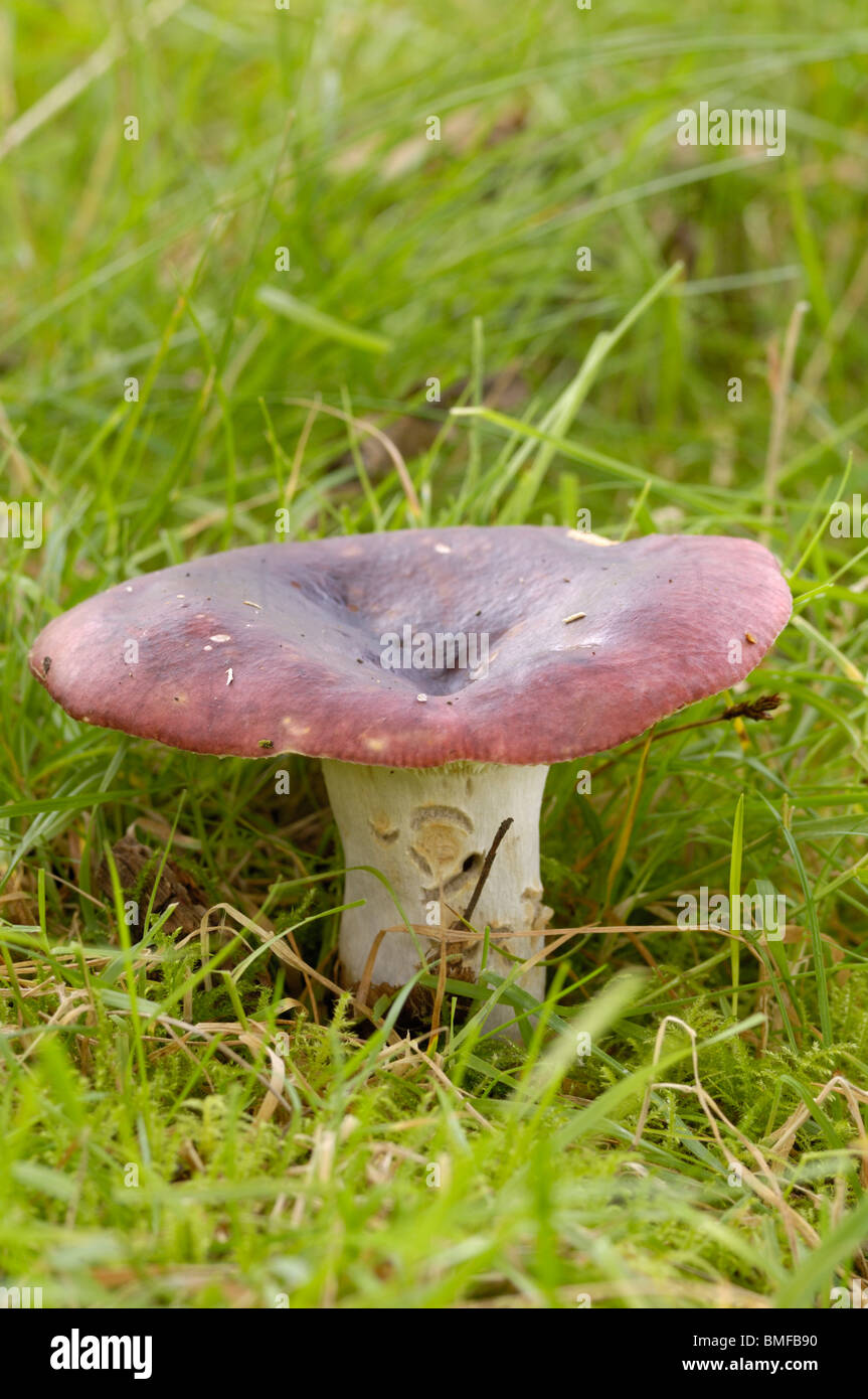Russula xerampelina crabe Brittlegill, champignons, sous chêne Photo ...