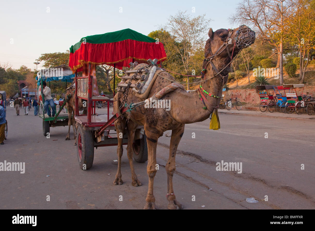 Camel pulling cart Banque de photographies et d’images à haute ...