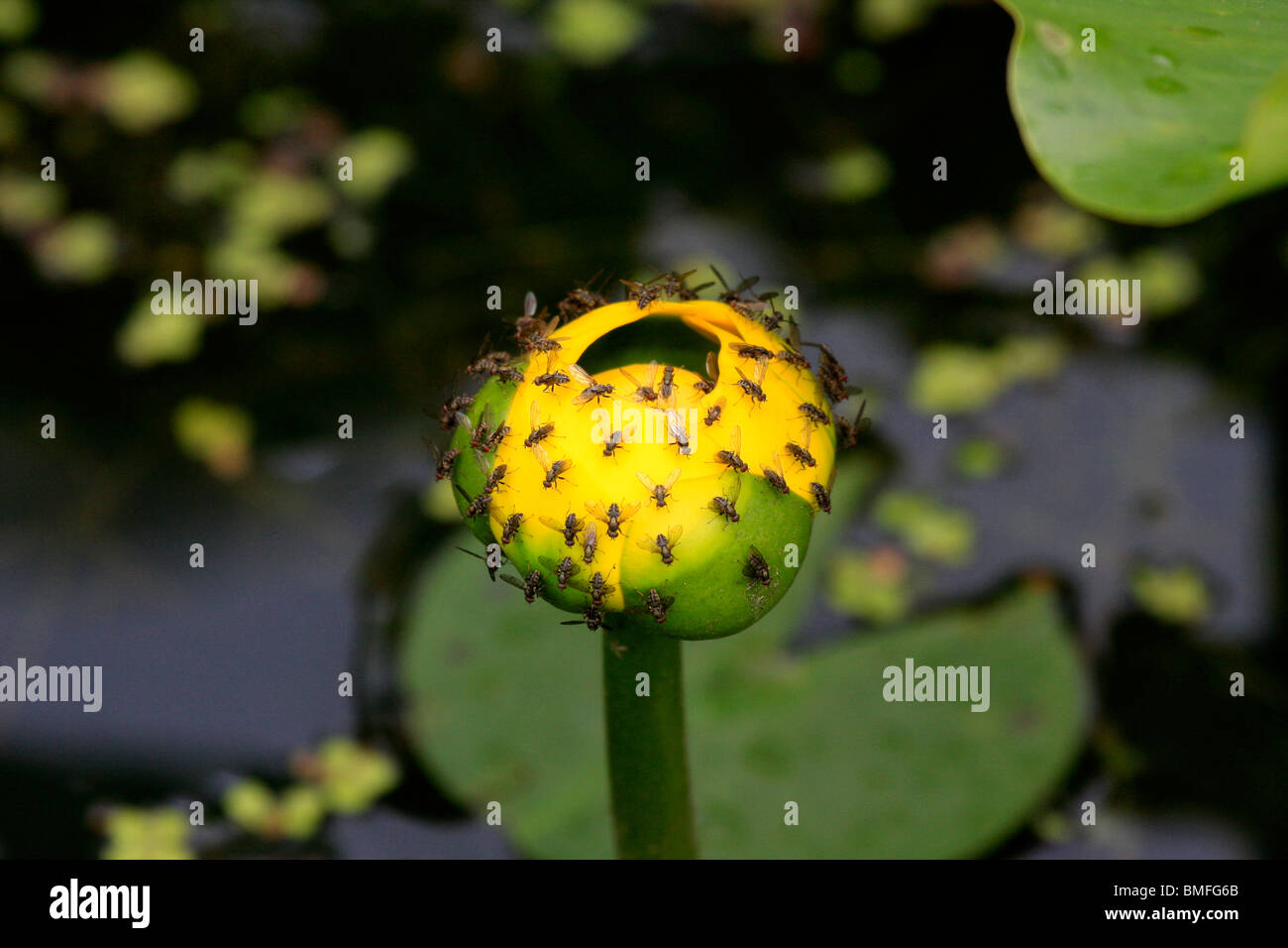 Lilly flower Banque de photographies et d’images à haute résolution - Alamy