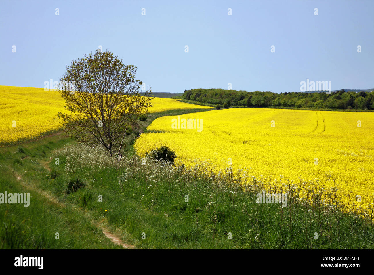 Champs de colza colorée en pleine floraison à la périphérie de ...