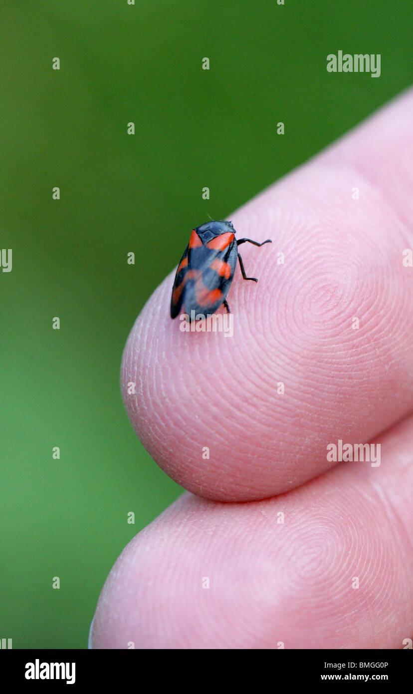 Noir et rouge, Froghopper Cercopis vulnerata, Cercopidae (spittlebug ...
