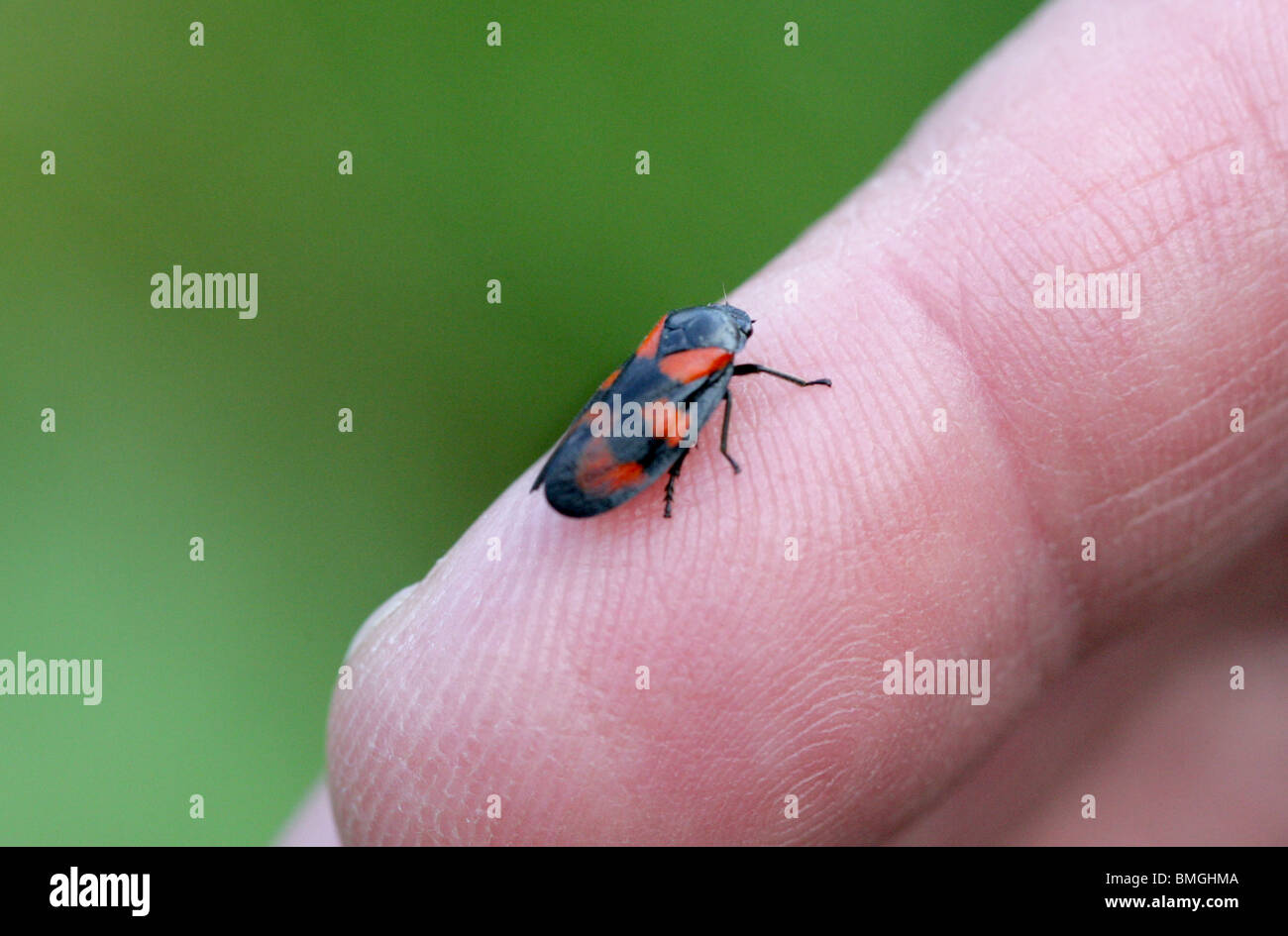Noir et rouge, Froghopper Cercopis vulnerata, Cercopidae (spittlebug ...