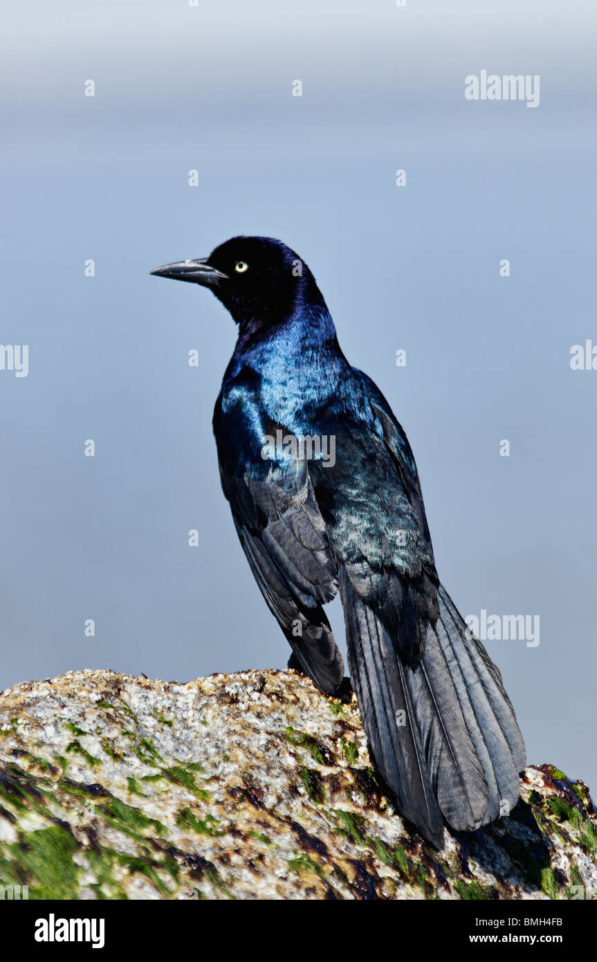 Quiscale bronzé à queue bateau perché sur un rocher couvert d'algues à ...