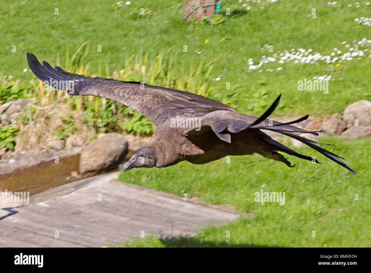 Young condor Banque de photographies et d’images à haute résolution - Alamy