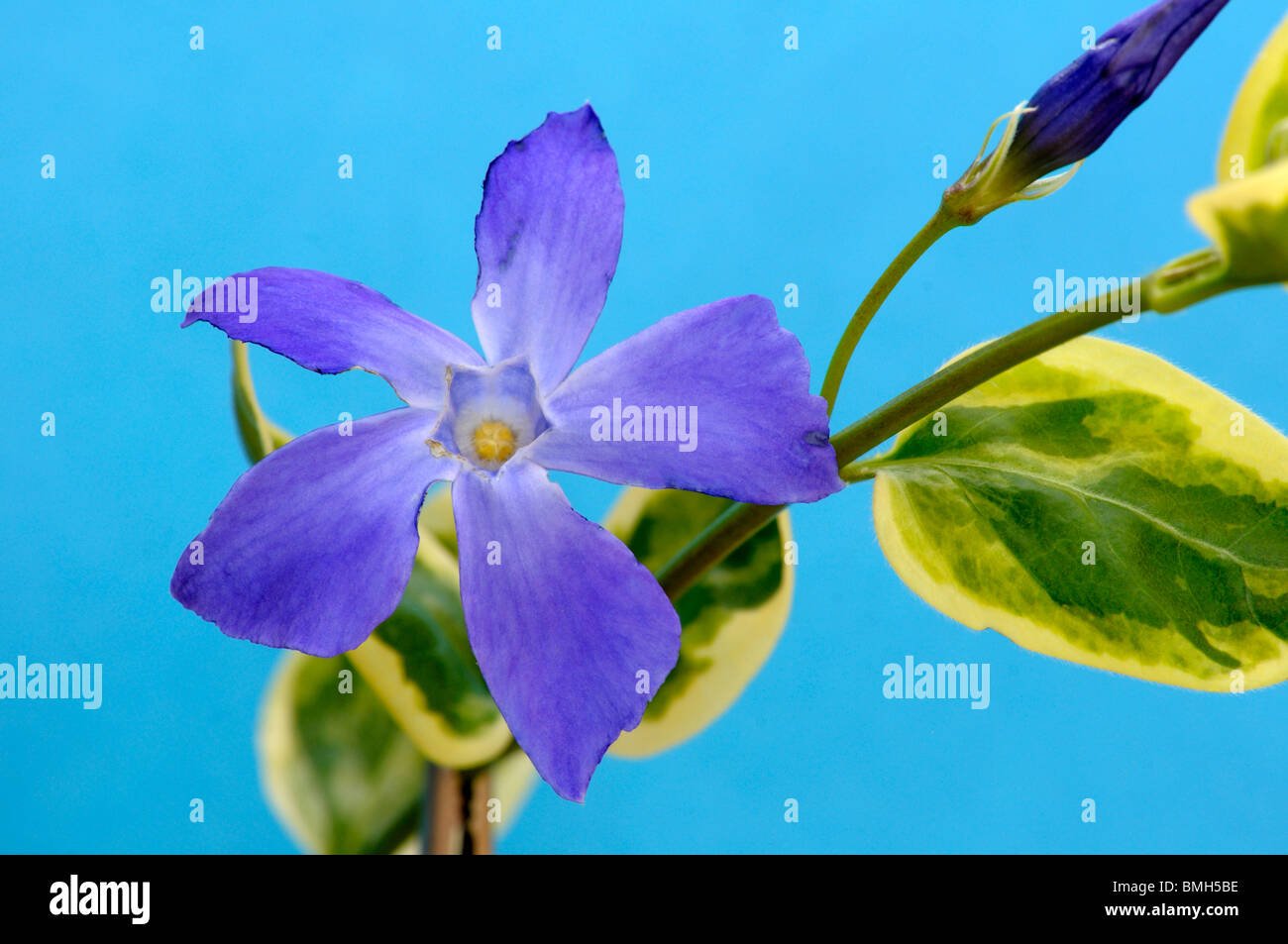 Fleur de pervenche bleue Banque de photographies et d’images à haute ...