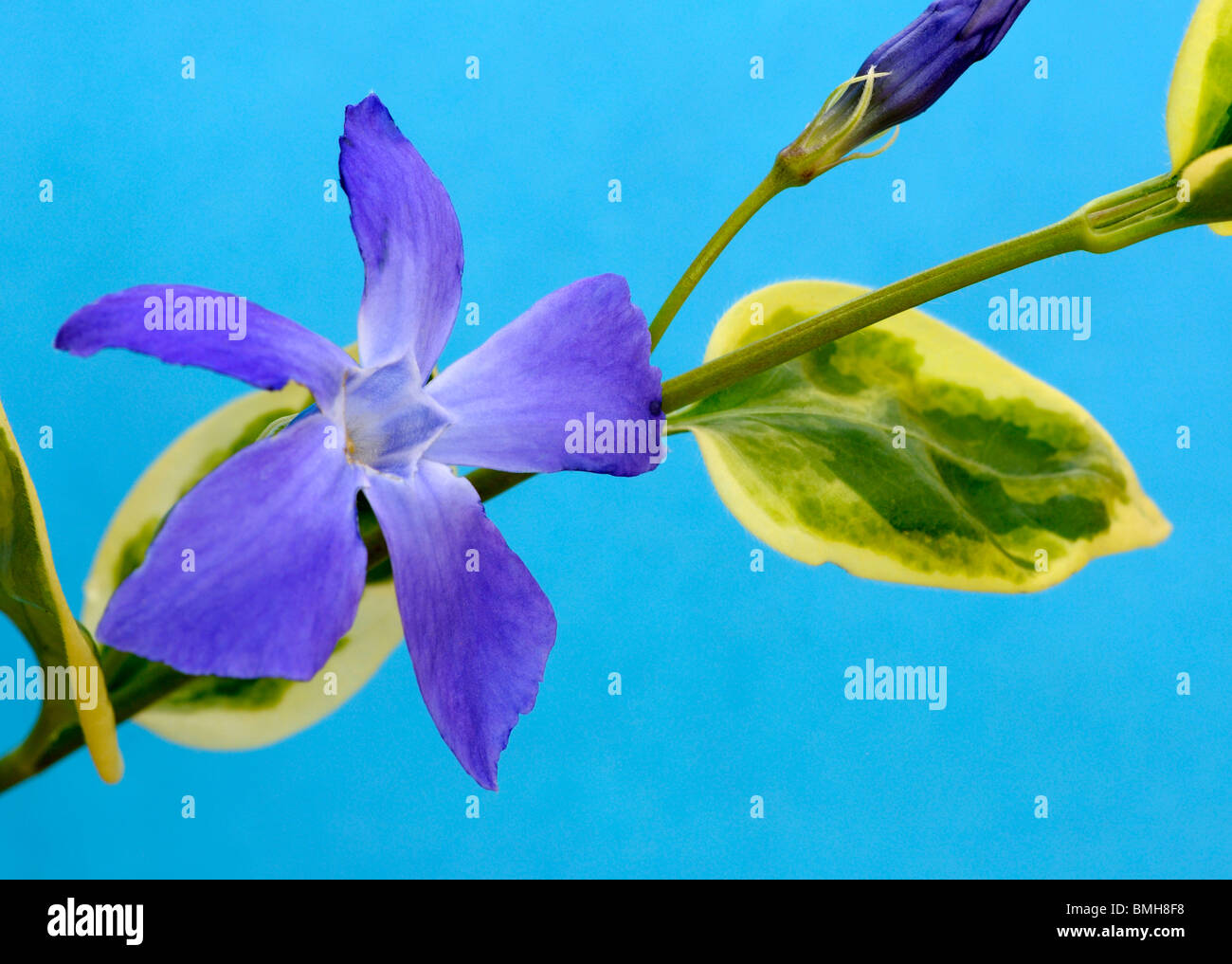 Fleur de pervenche bleue Banque de photographies et d’images à haute ...