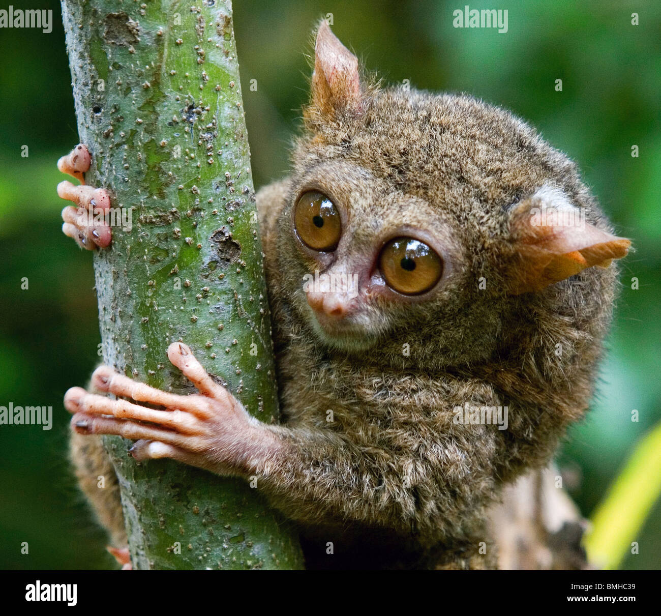 Tarsier Spectre, Sulawesi, Indonésie Photo Stock - Alamy