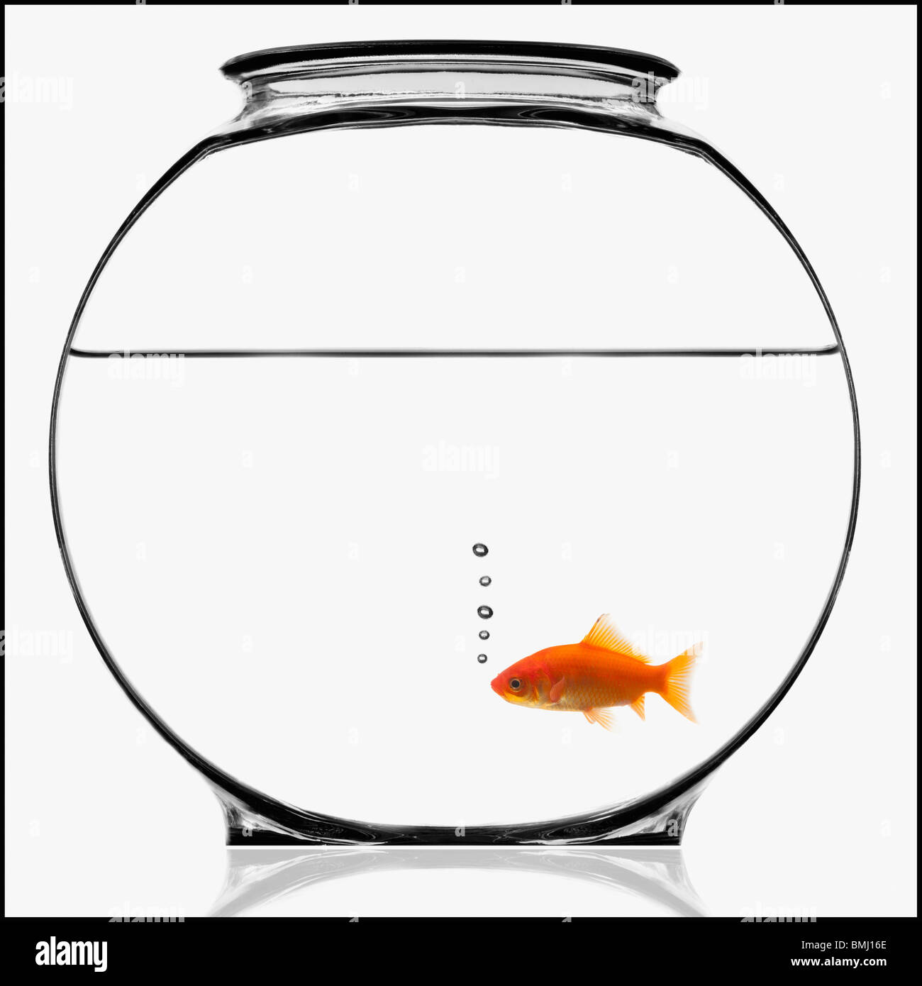 Gold fish bowls Banque de photographies et d’images à haute résolution ...