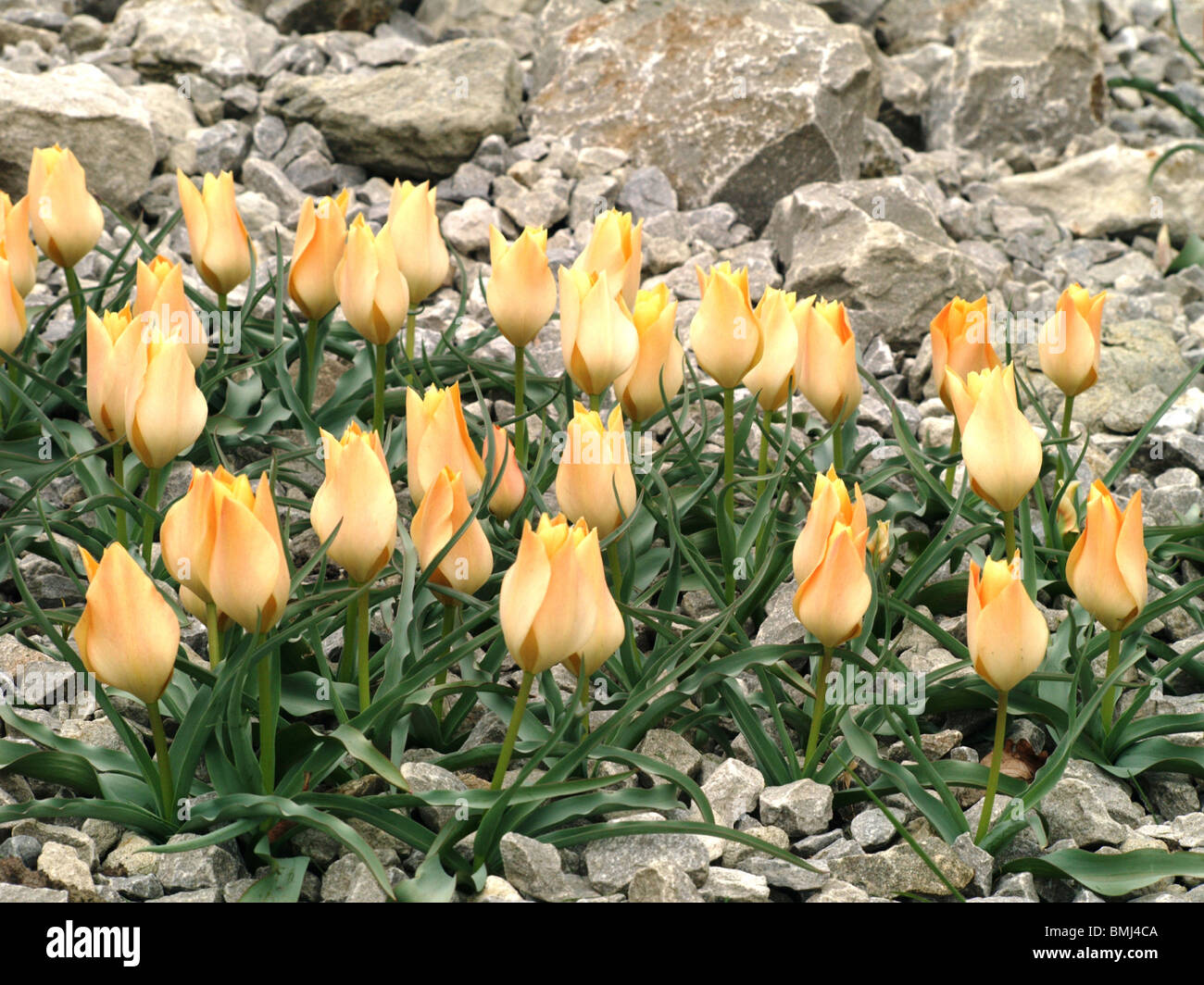 Tulipe plantes fleurs rocaille Banque de photographies et d’images à ...