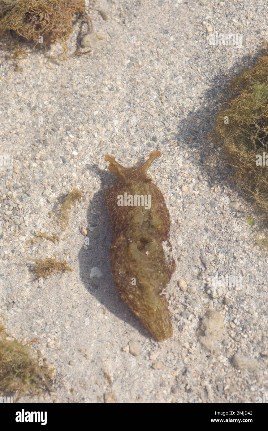 Lièvre de mer Banque de photographies et d’images à haute résolution ...