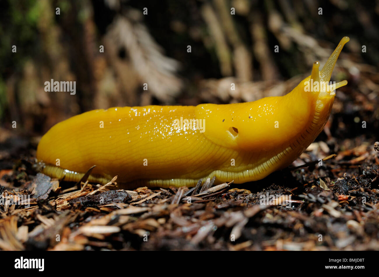 Limace de banane californienne Banque de photographies et d’images à ...