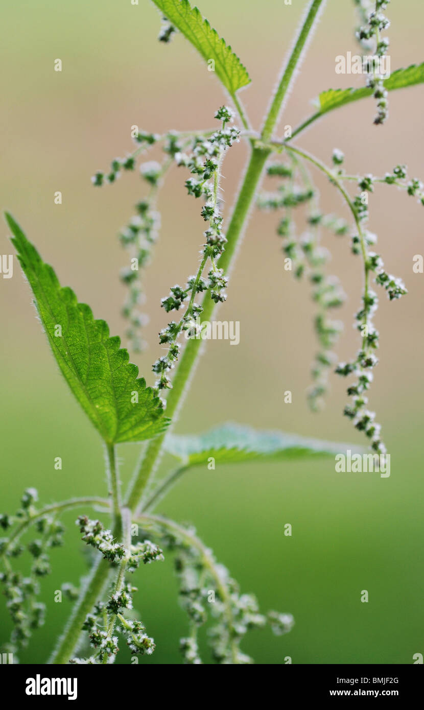Ortie Ortie Plante Aux Herbes Banque d'image et photos - Alamy