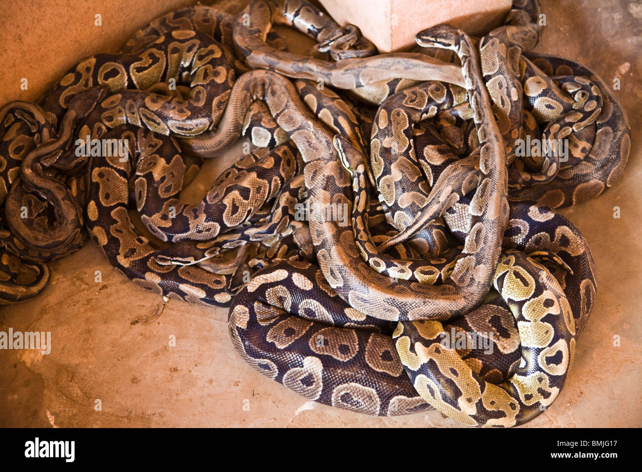 L'Afrique, Afrique de l'Ouest, Bénin, Ouidah, Temple de l'Pythons Photo ...