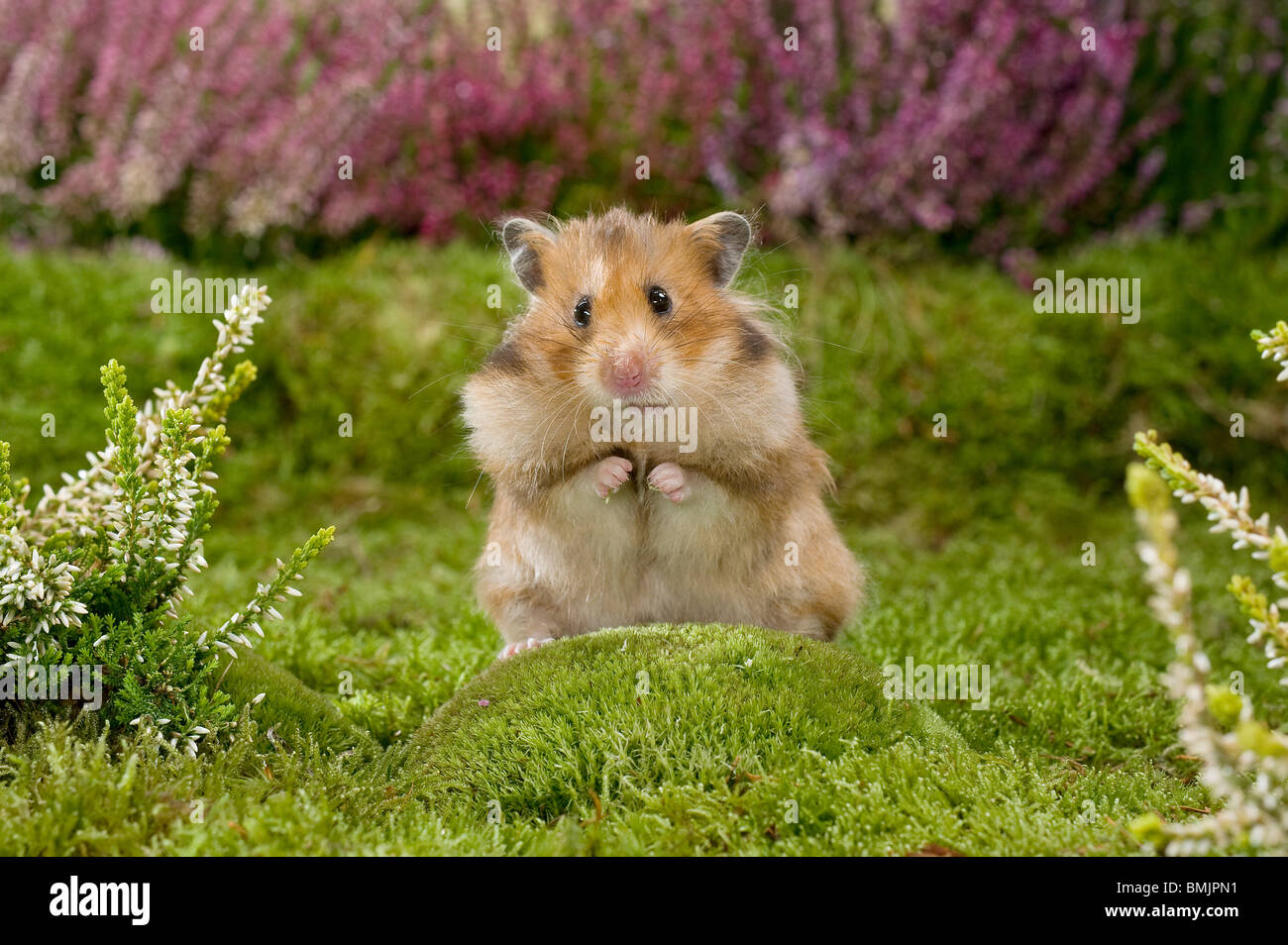 Golden hamster mesocricetus auratus standing Banque de photographies et ...