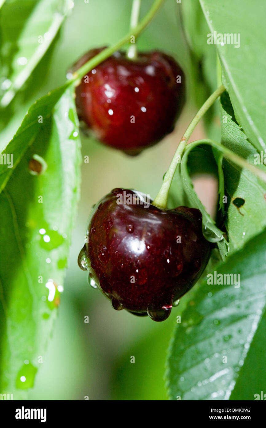 Cerises rouges sur un cerisier Banque de photographies et d’images à ...