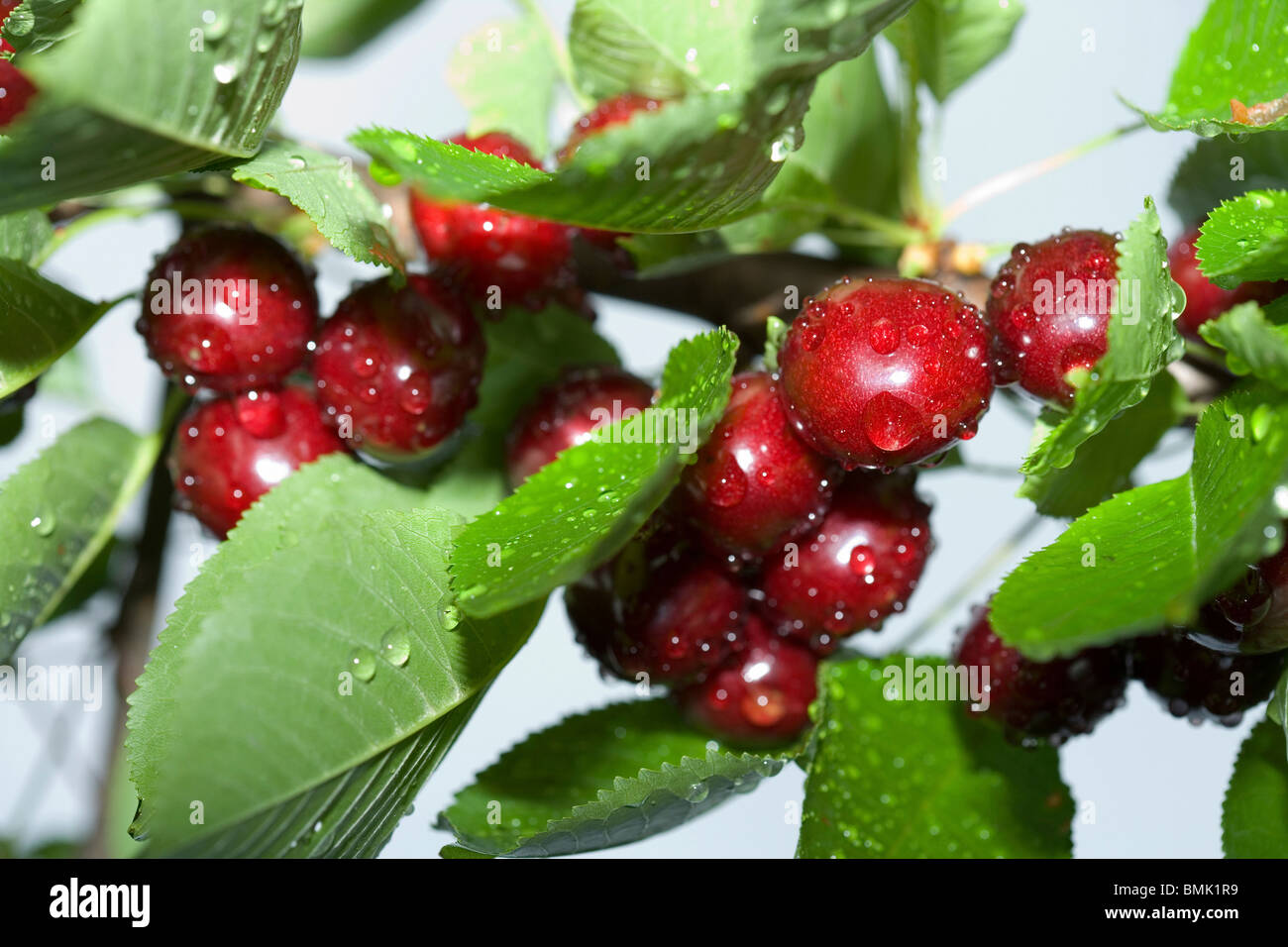 Cerises rouges sur un cerisier Banque de photographies et d’images à ...