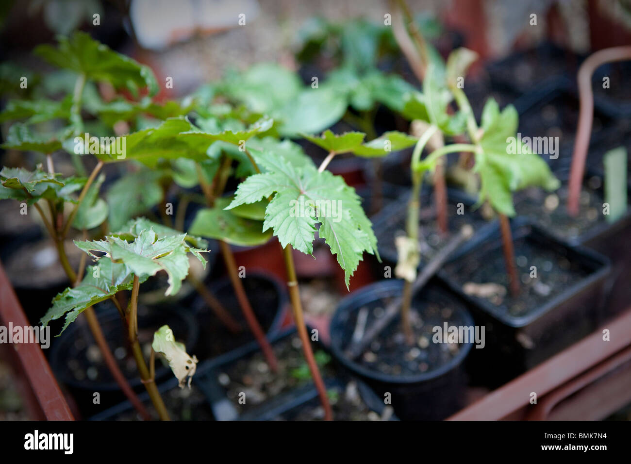 Poison de ricinus communis Banque de photographies et d’images à haute ...