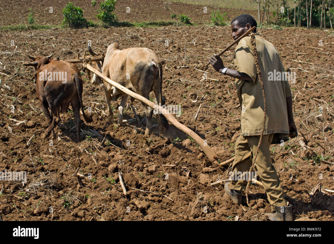 Un agriculteur laboure son champ avec deux boeufs et charrue en bois ...