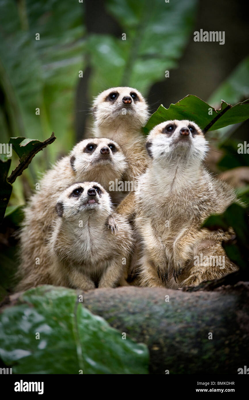 Suricates afrique du sud Banque de photographies et d’images à haute ...