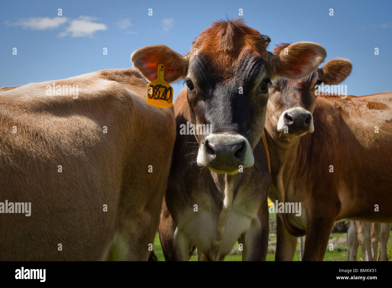 Vache brune maigre Banque de photographies et d’images à haute ...
