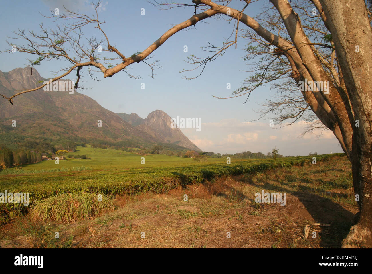 Mount mulanje Banque de photographies et d’images à haute résolution ...