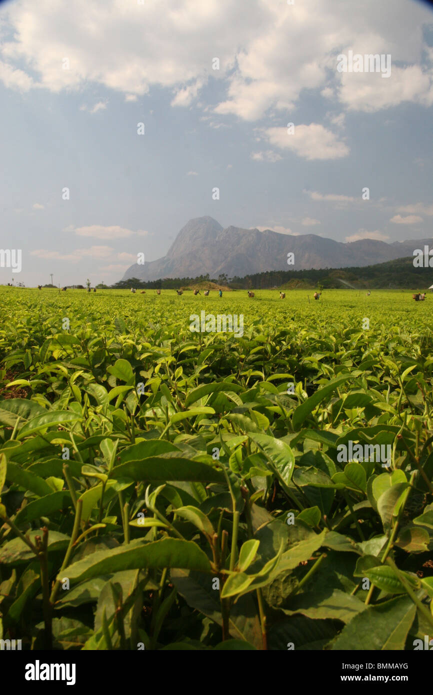 Mount mulanje Banque de photographies et d’images à haute résolution ...