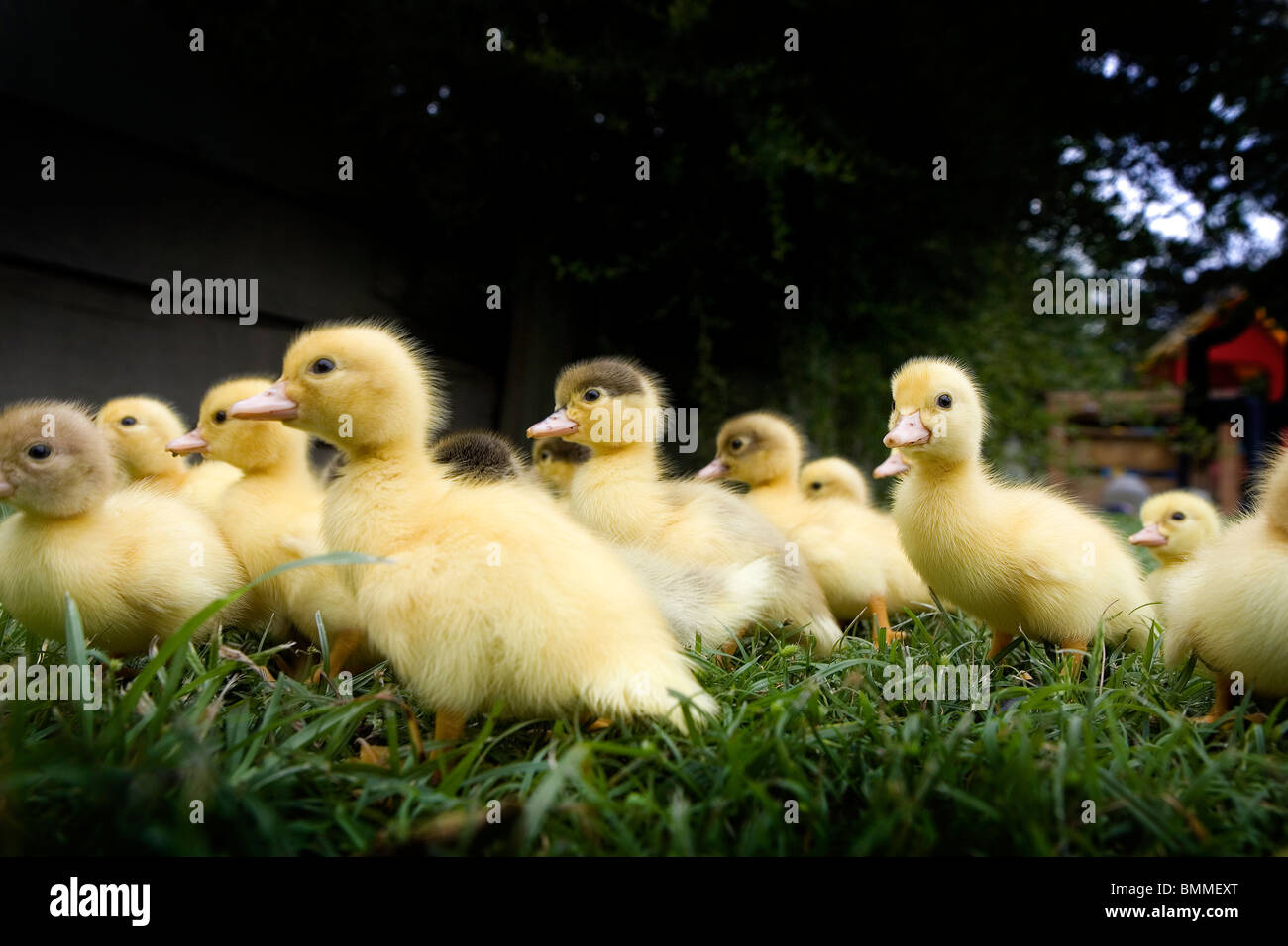 Canards avec des canetons Banque de photographies et d’images à haute ...